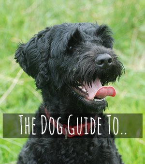 The top 10 activities with dogs in Devon & Cornwall