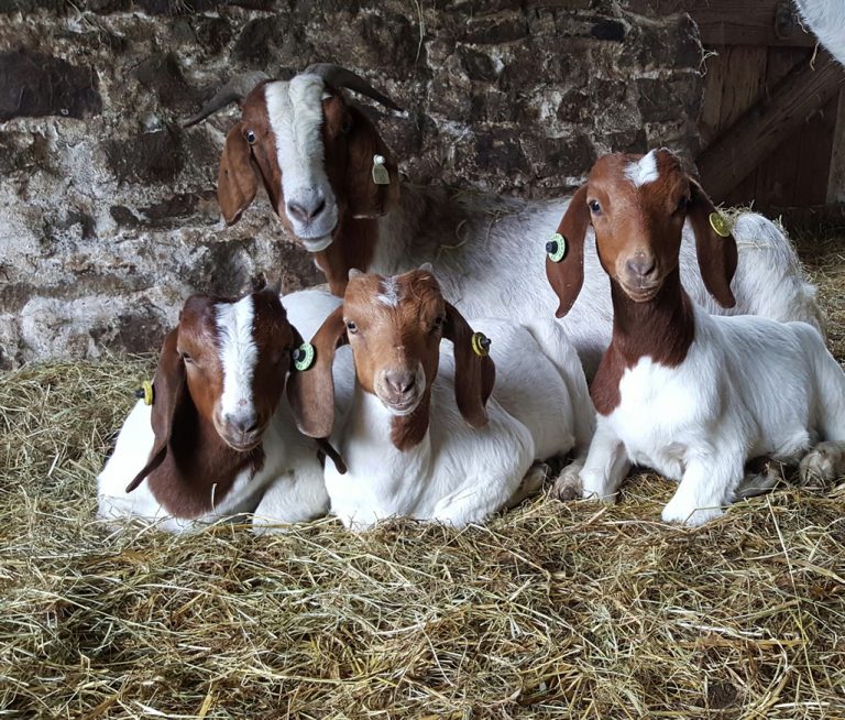 The gallery of our dog friendly holiday cottages on our little Devon farm